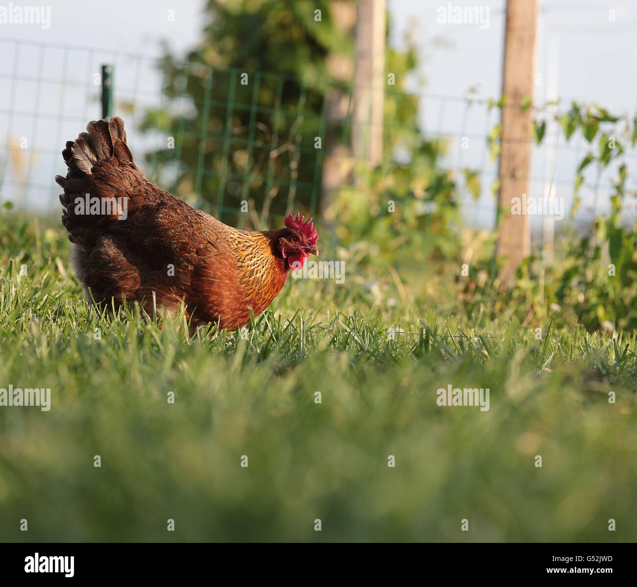 Chicken in field free range chicken hi-res stock photography and images ...