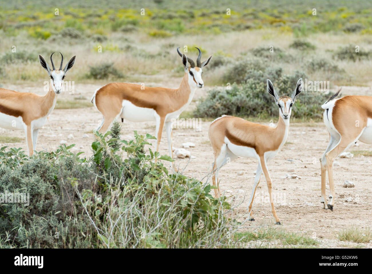 Namibia, Oshana, Etosha National Park, group of springboks Stock Photo ...