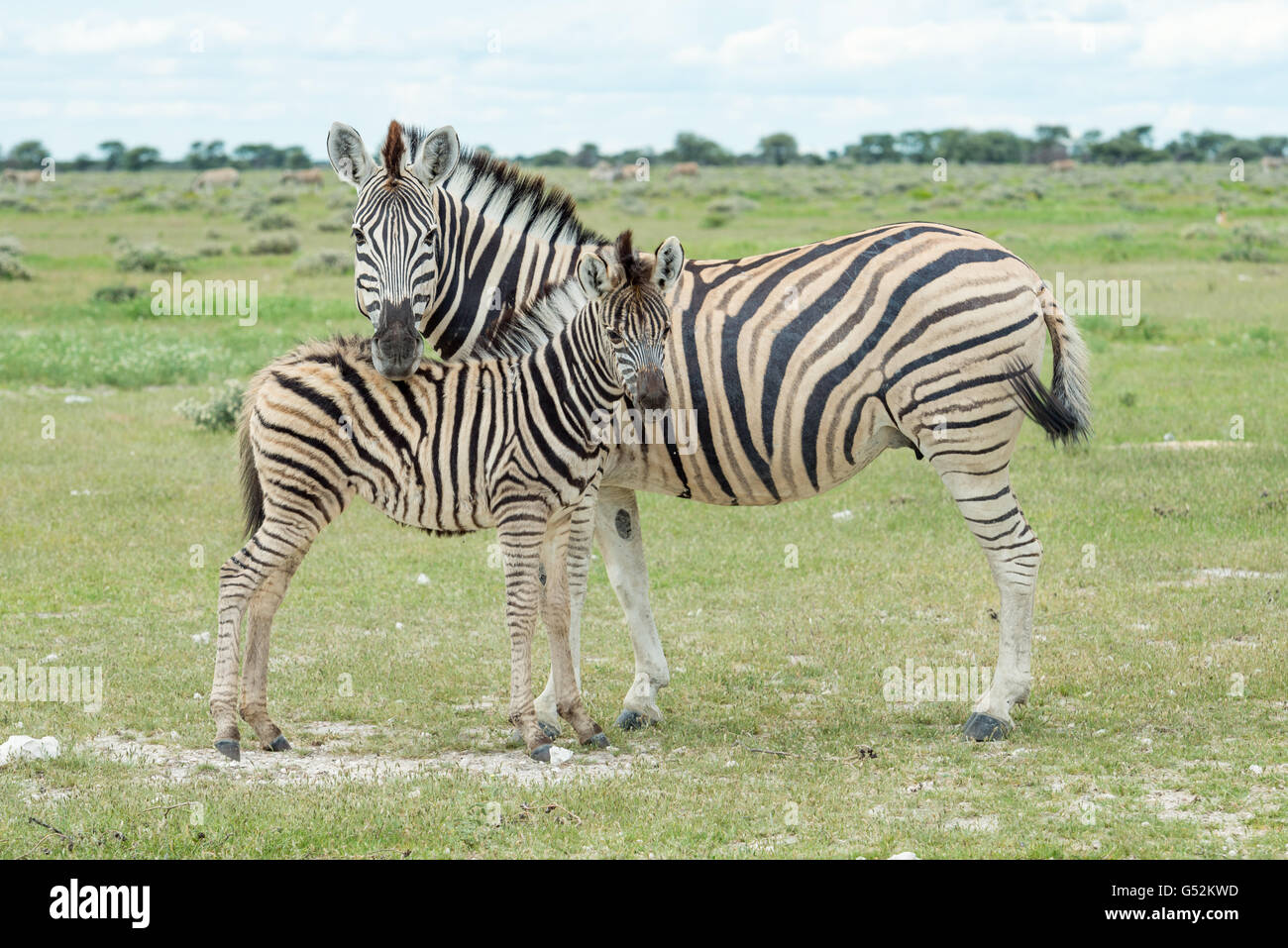 6 zebras hi-res stock photography and images - Alamy