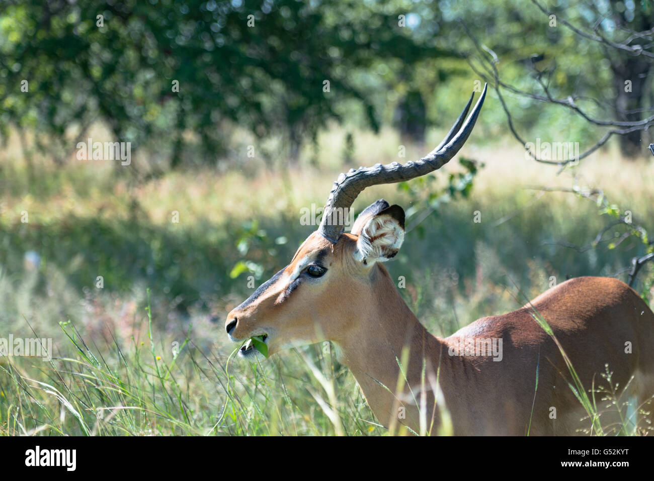 Black face impala hi-res stock photography and images - Alamy