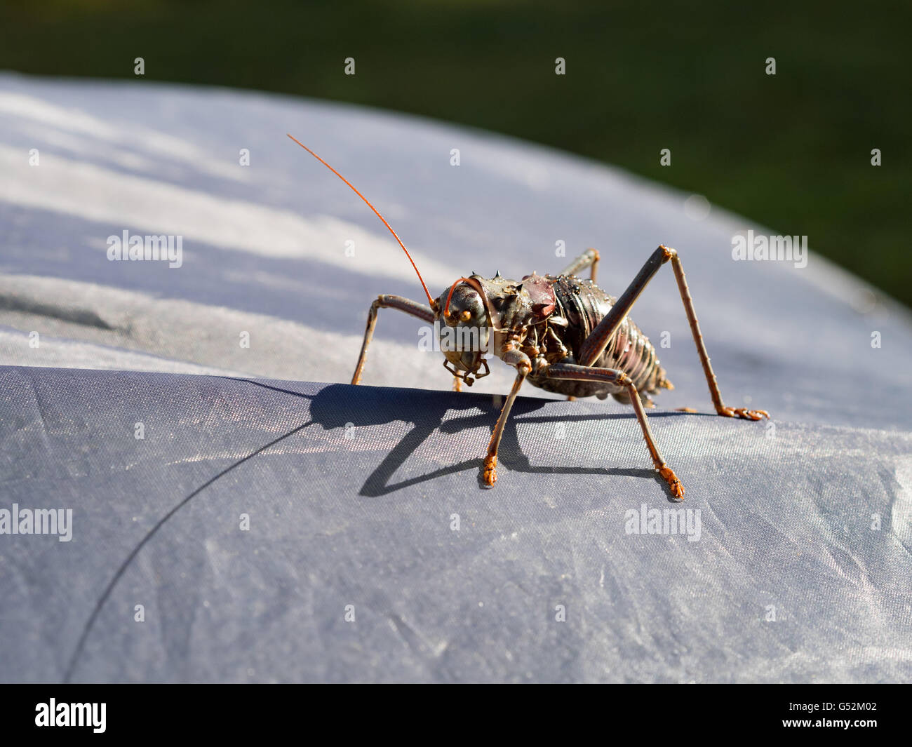 Namibia, Otjozondjupa, A small battalion, Hetrodes pupus also called ...