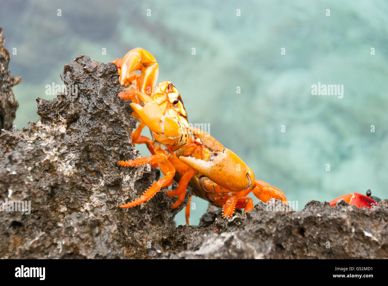 Cuba, Cienfuegos, Cienaga de Zapata, crab migration in Giron, Playa ...