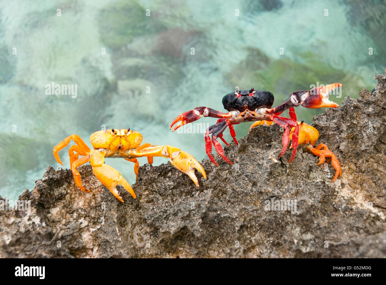 Cuba, Cienfuegos, Cienaga de Zapata, crab migration in Giron, Playa ...