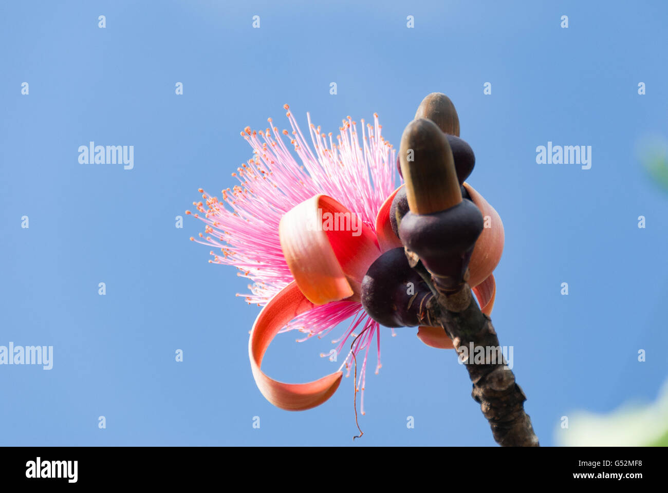 Cuba, Villa Clara, Trinidad, A flower of the Bombax ellipticum of the ...