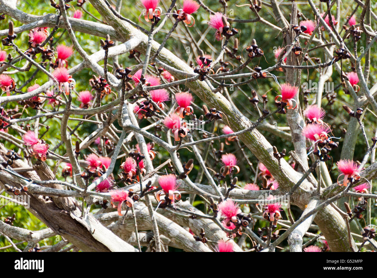 Bombacaceae Family High Resolution Stock Photography and Images - Alamy