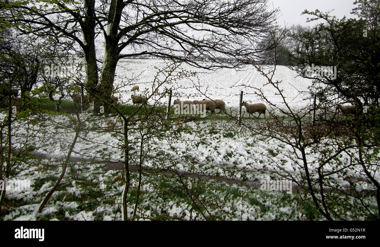 Sheep make their way through snow in a field in Alwoodley, Leeds, as ...