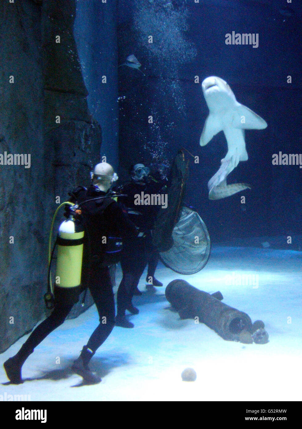 Zebra sharks hi-res stock photography and images - Alamy