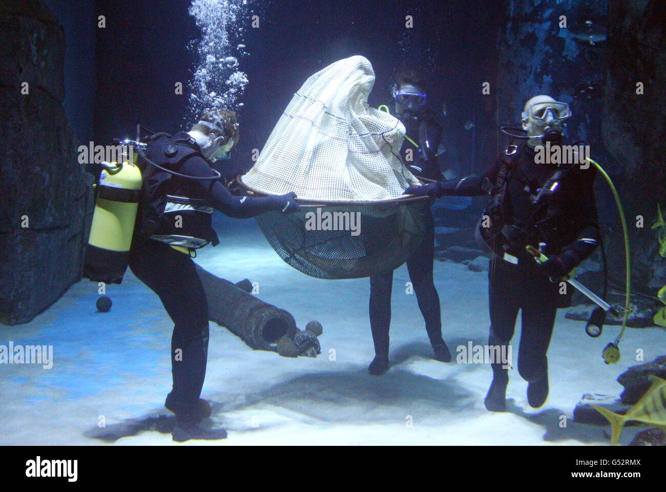 Female shark mating hi-res stock photography and images - Alamy