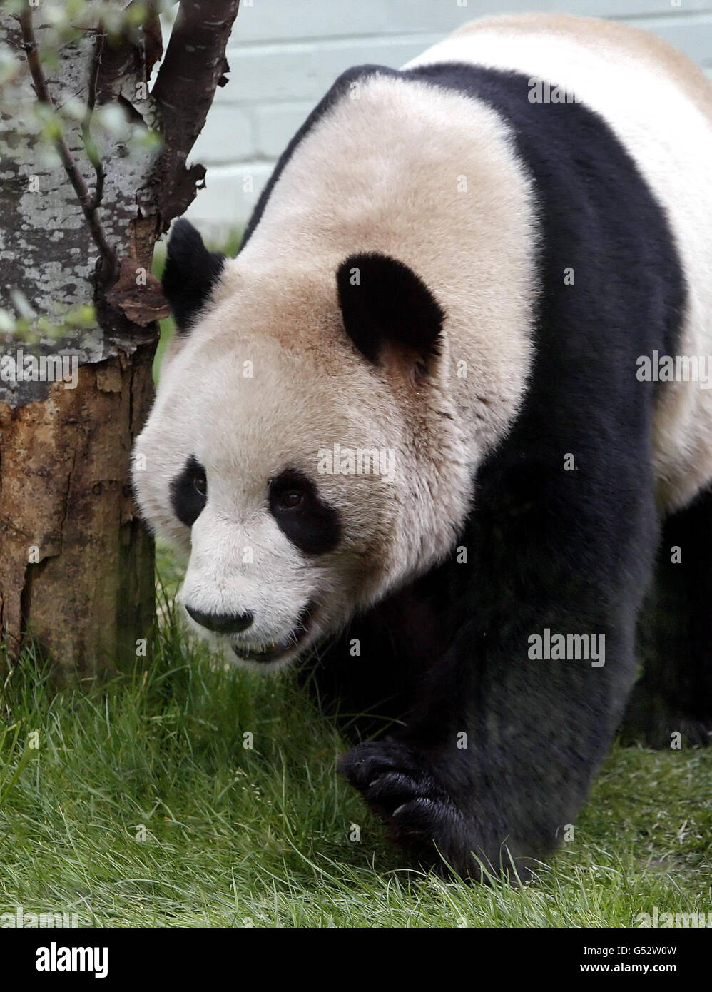 Male panda Yang Guang at Edinburgh Zoo in Scotland, a keepers at ...