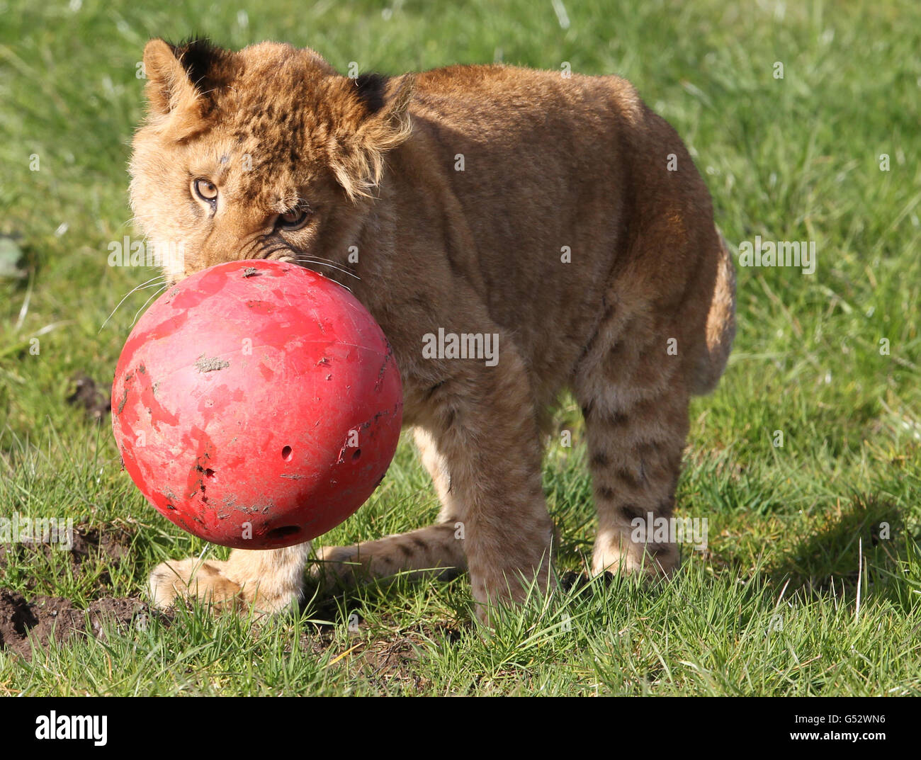 Libby The Lion Cub High Resolution Stock Photography and Images - Alamy