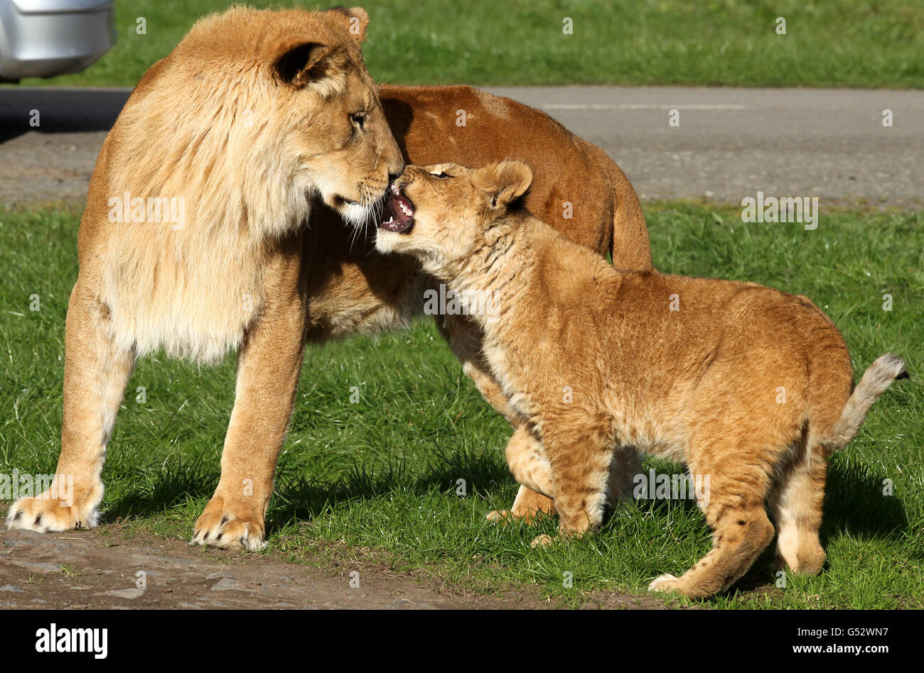 Libby the lion cub Stock Photo - Alamy