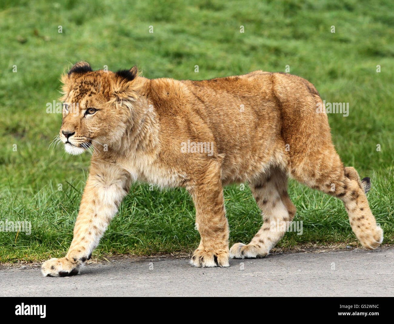 Libby Lion Cub High Resolution Stock Photography and Images - Alamy