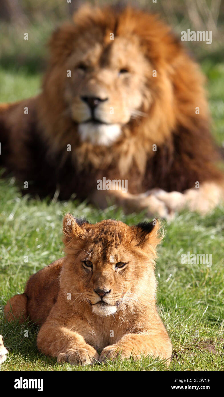 Libby the lion cub hi-res stock photography and images - Alamy