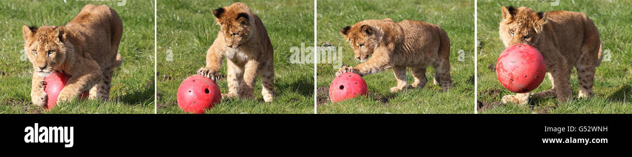 A lion blair drummond safari park hi-res stock photography and images - Alamy