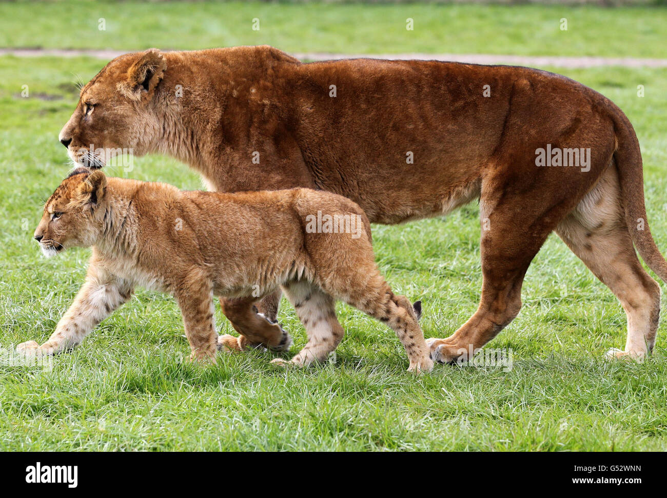 Libby the six month old lion cub ventures out for the first time in her ...