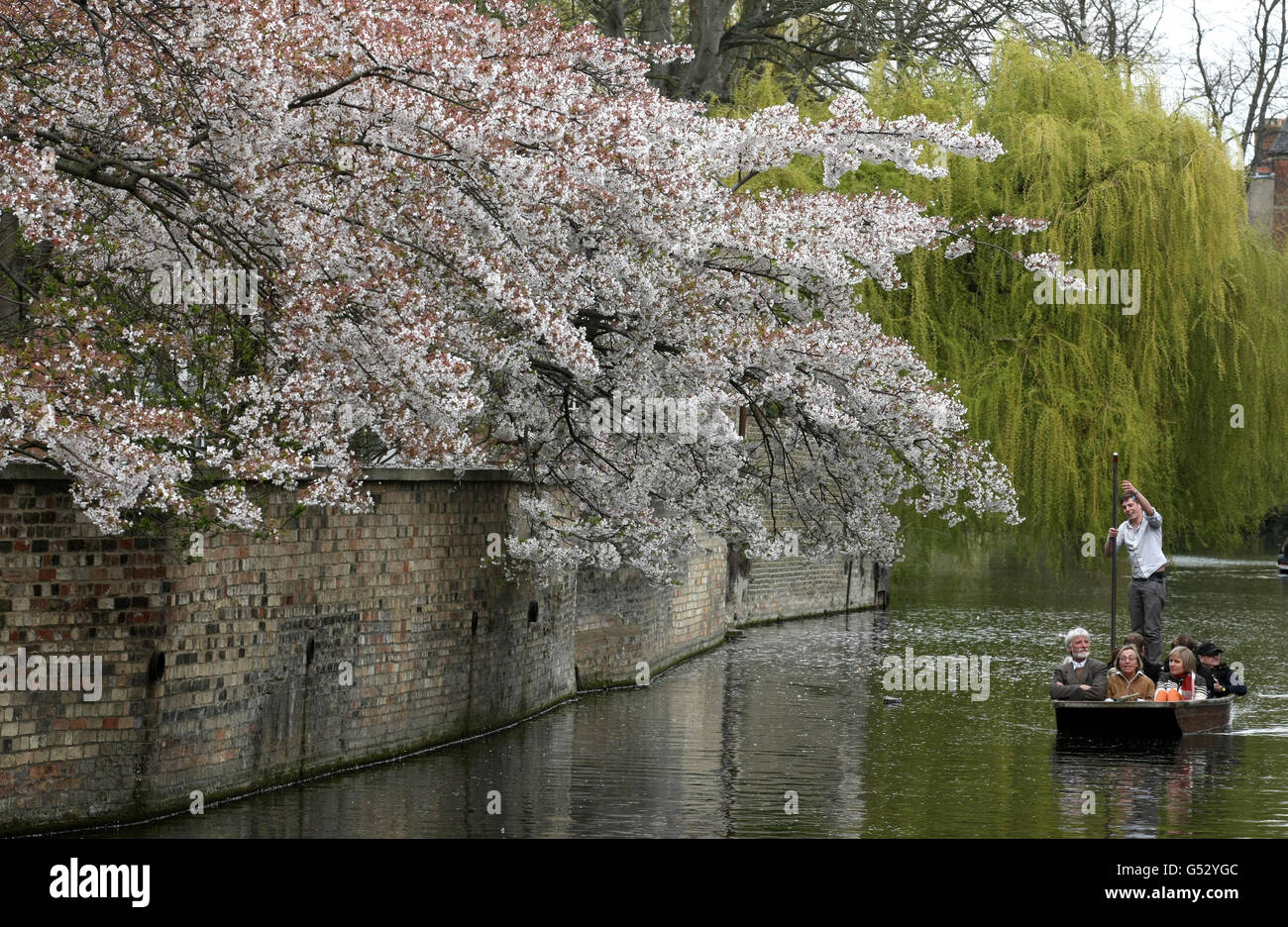 A punt makes its way past a cherry tree in blossom along the banks of ...