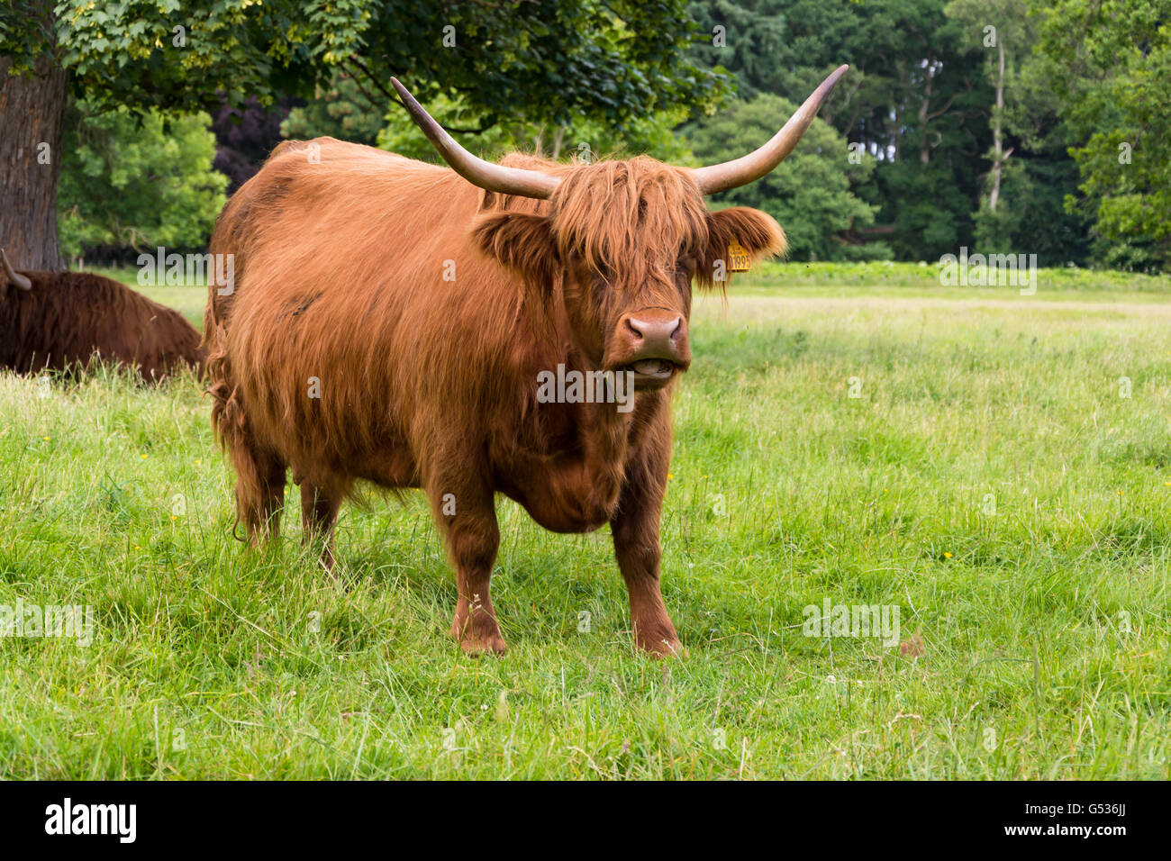 United Kingdom, Scotland, Angus, Glamis, Scottish Highland Bark ...