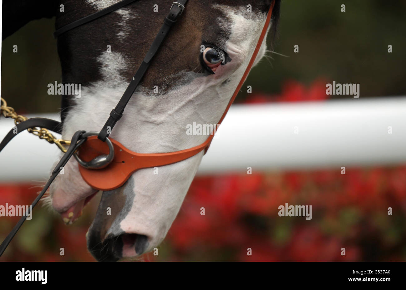 Modern Society in the parade ring before the Betfred The Bonus King ...