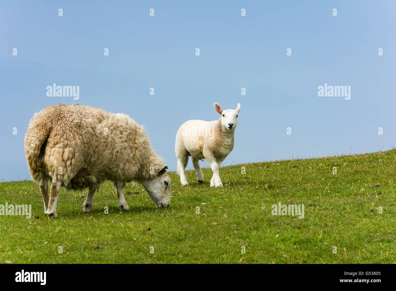 United Kingdom, Scotland, Highland, Isle of Skye, Glendale, sheep on ...