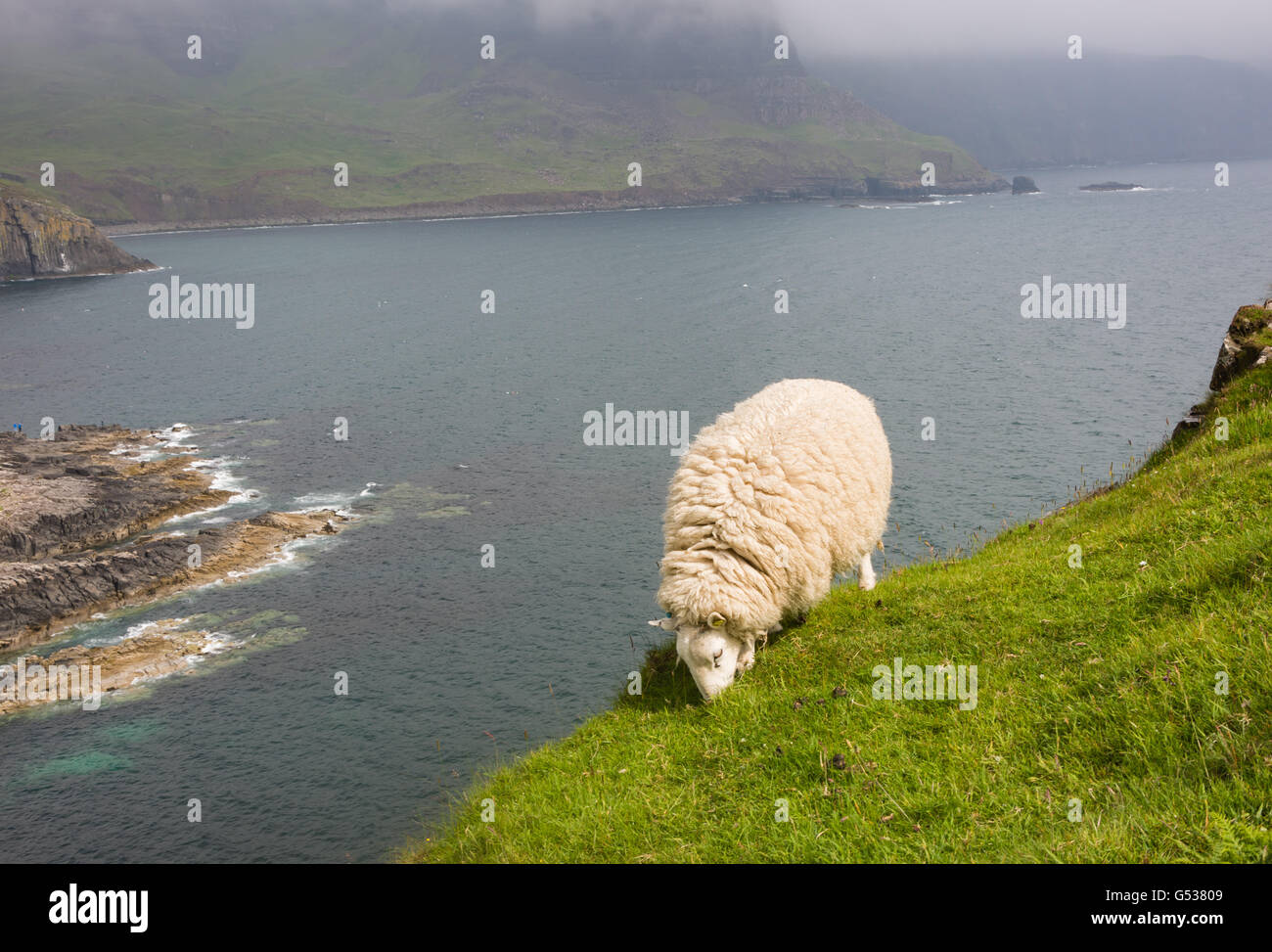 United Kingdom, Scotland, Highland, Isle of Skye, Glendale, sheep ...
