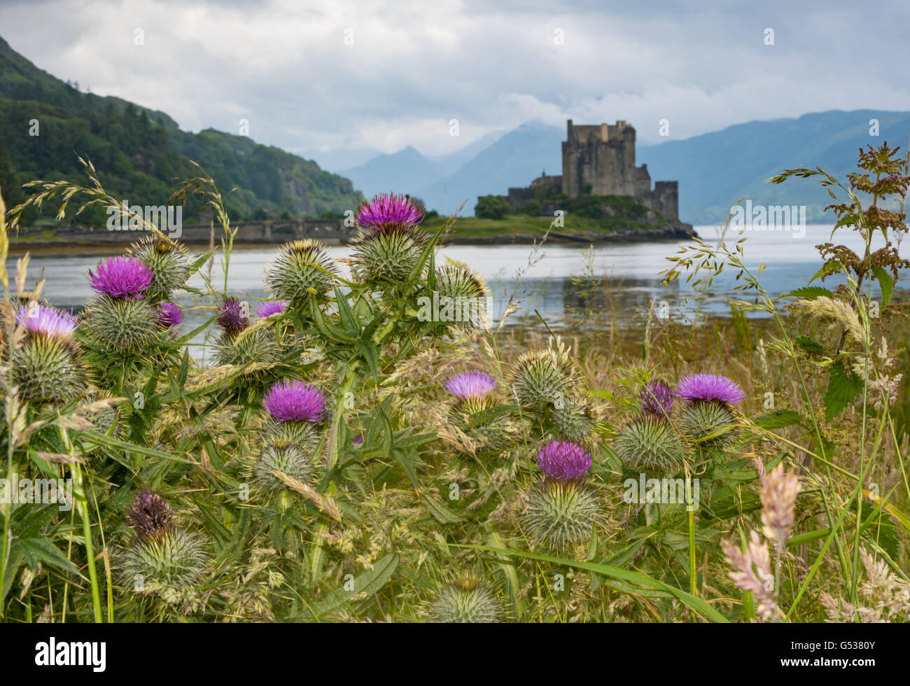 United Kingdom, Scotland, Highland, Dornie, thistles with the Eilean ...