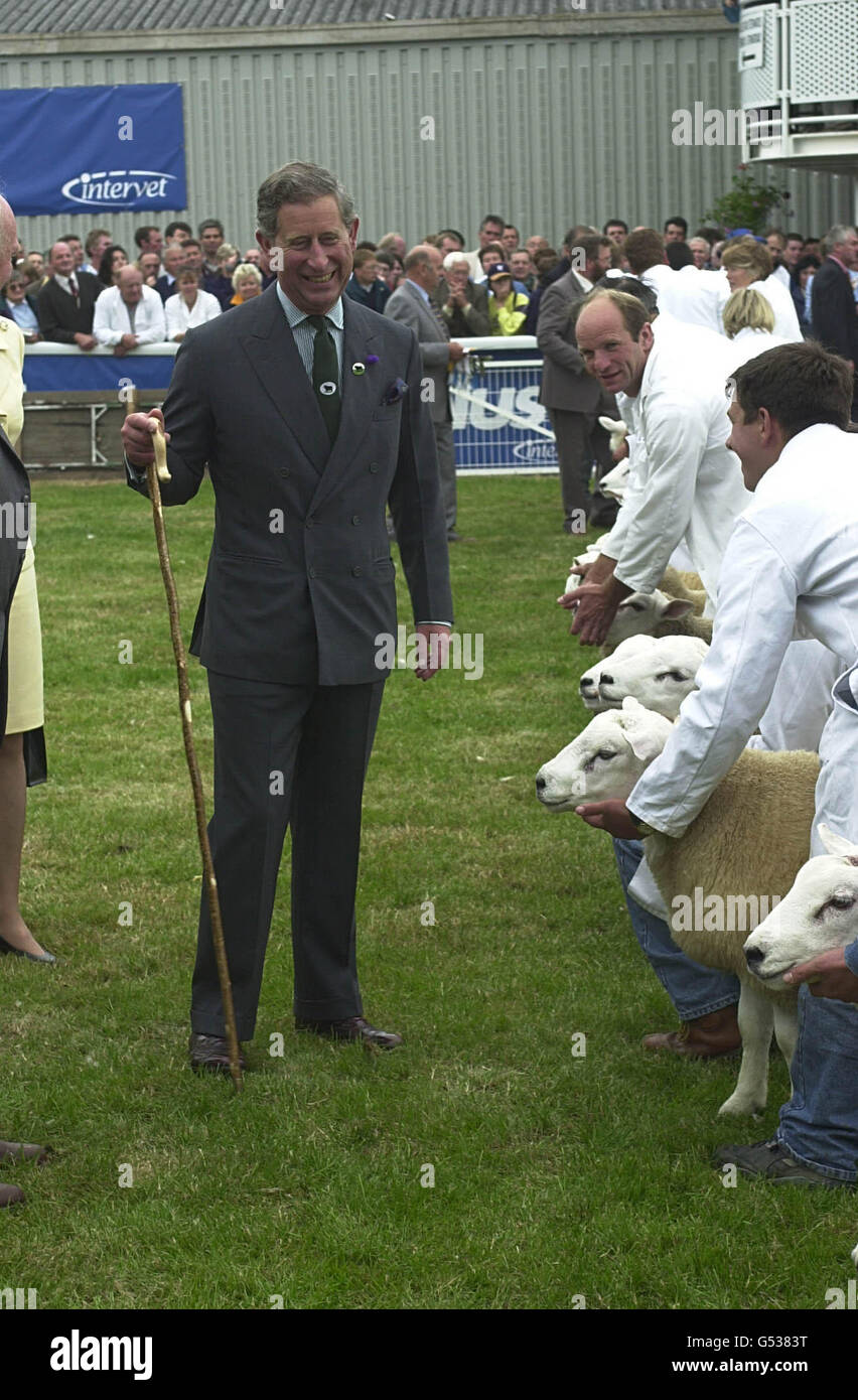 Royal welsh show sheep hi-res stock photography and images - Alamy