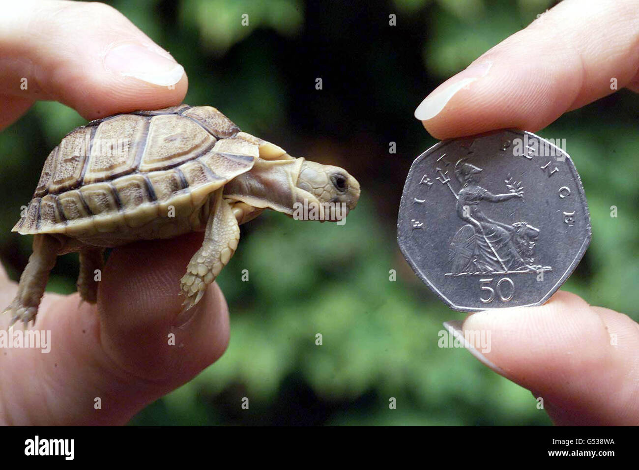 Tiny, one of the new baby Egyptian tortoises, at London Zoo, next to a ...