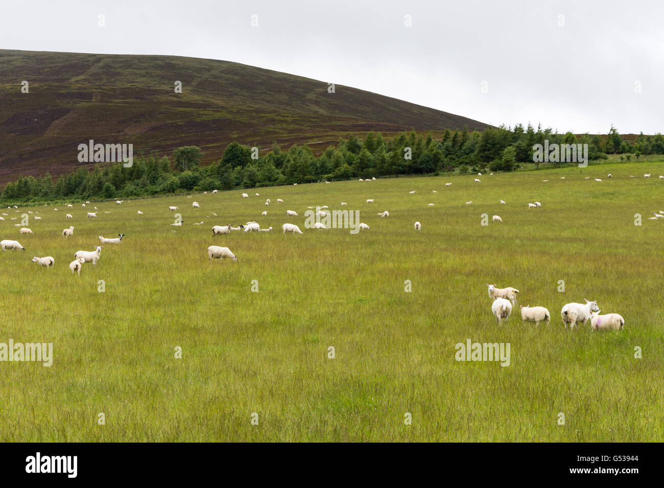 United Kingdom, Scotland, Moray, Keith, flock of sheep on the pasture ...