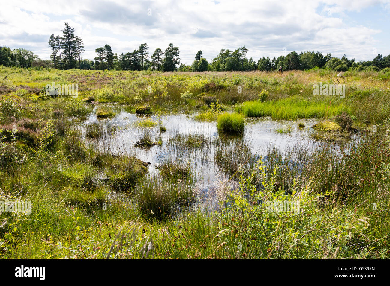 United Kingdom, Scotland, Highland, Inverness, Cawdor Castle memorial ...