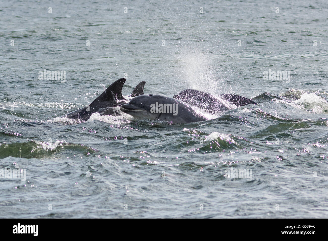 Fortrose dolphins hi-res stock photography and images - Alamy