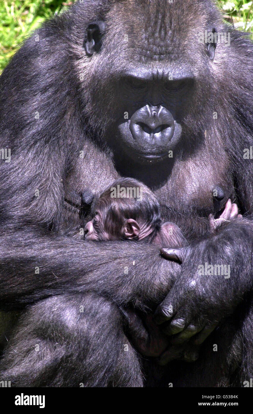 Gorilla first born Stock Photo - Alamy