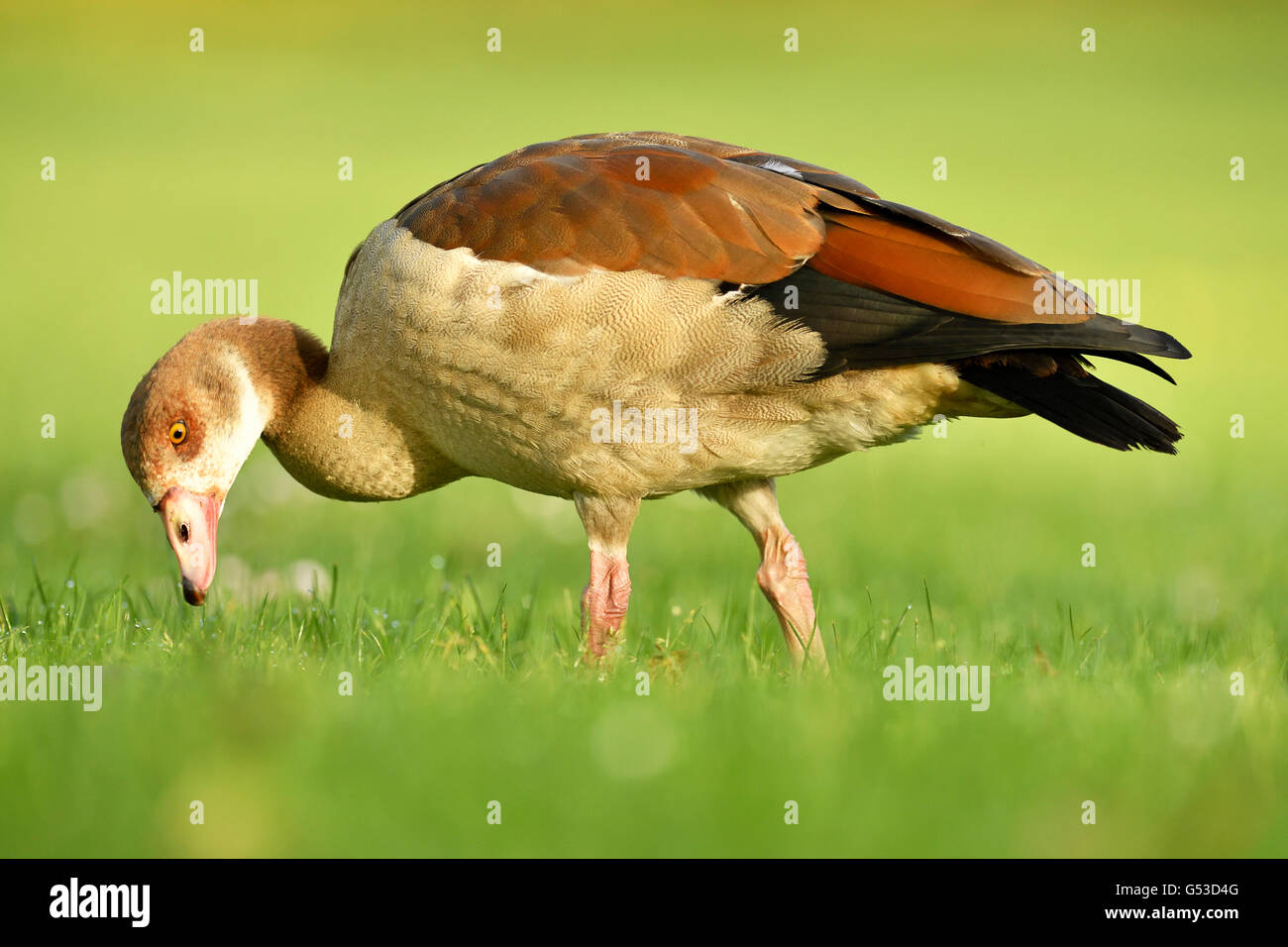 Foraging goose hi-res stock photography and images - Alamy