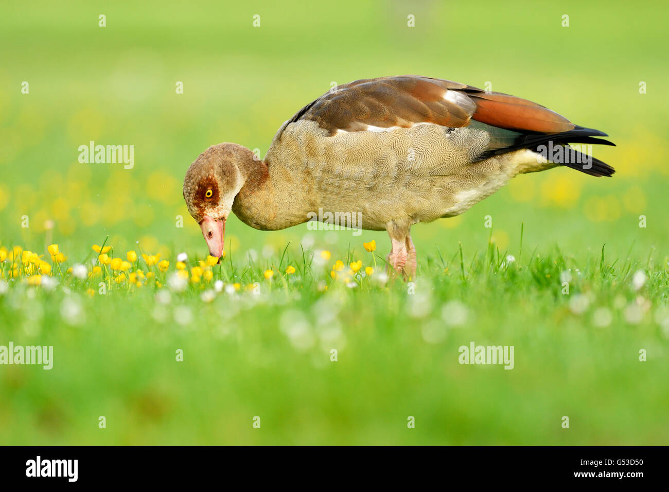 Egyptian goose foraging in grass hi-res stock photography and images ...
