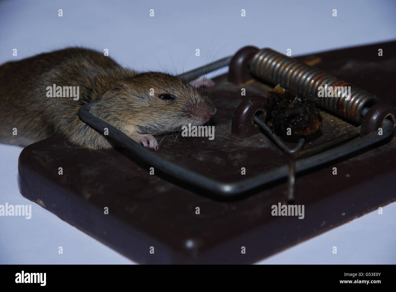 Spring trap hi-res stock photography and images - Alamy