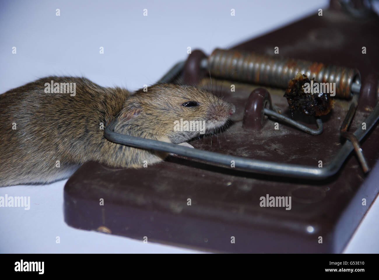 Spring trap hi-res stock photography and images - Alamy