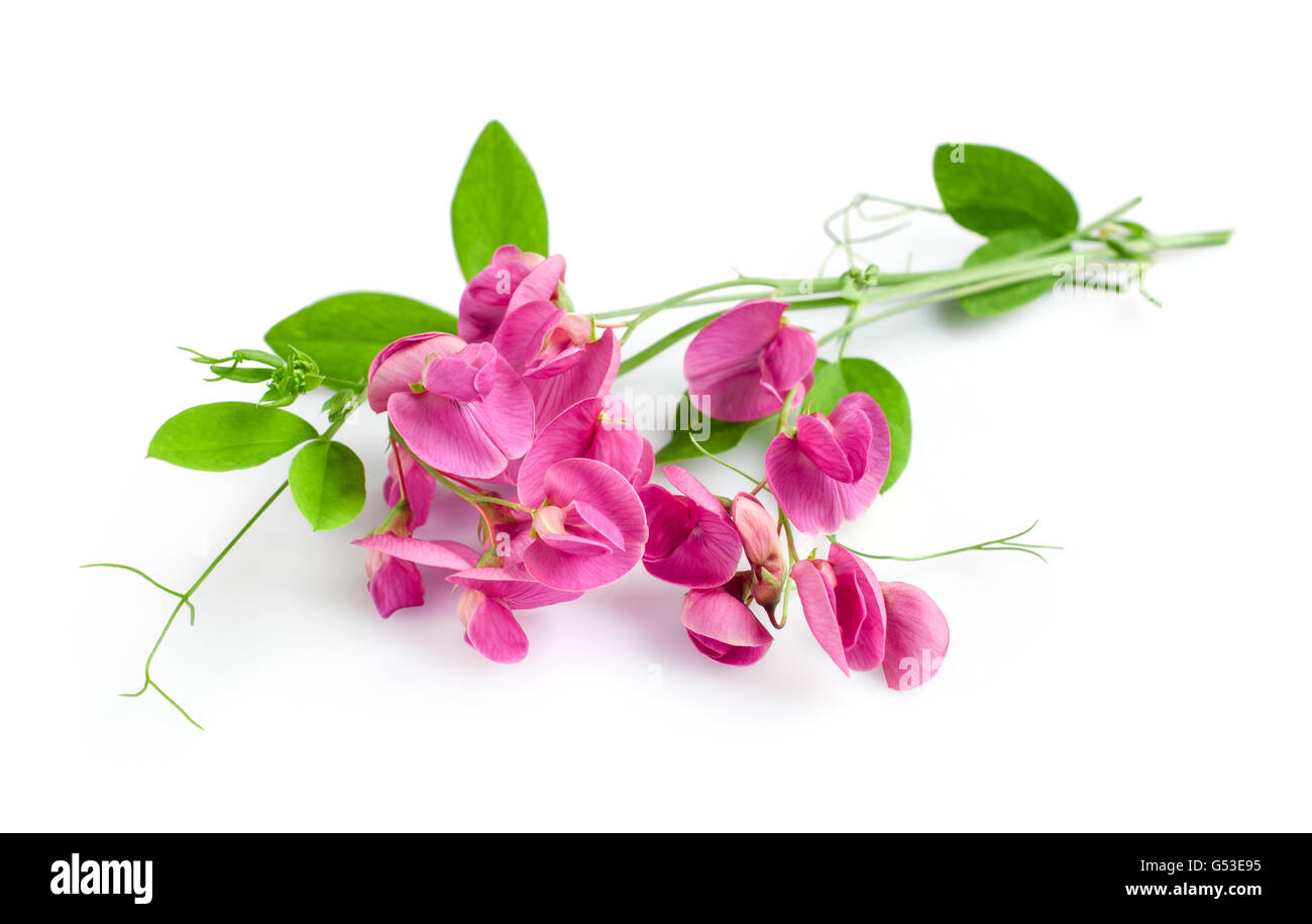 Sweet pea flower isolated on a white background Stock Photo - Alamy