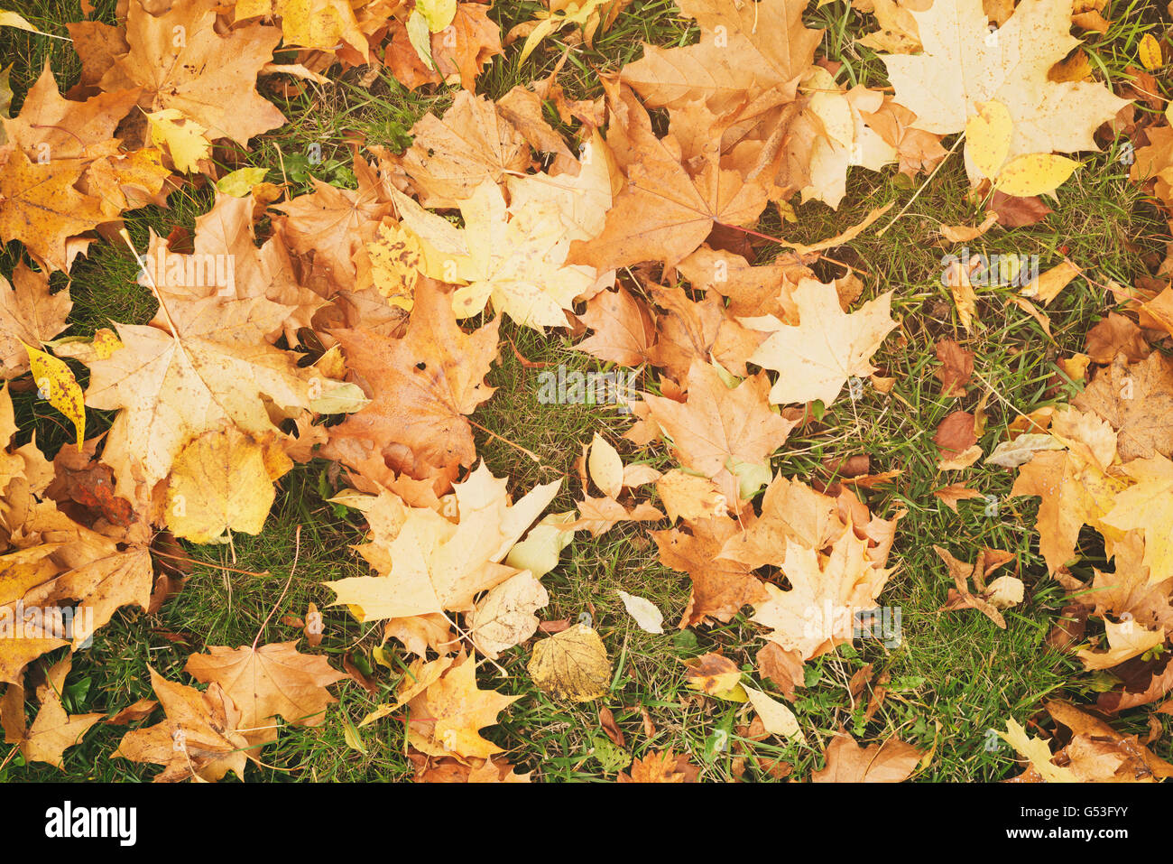 fallen autumn leaves on the ground, fall season Stock Photo - Alamy
