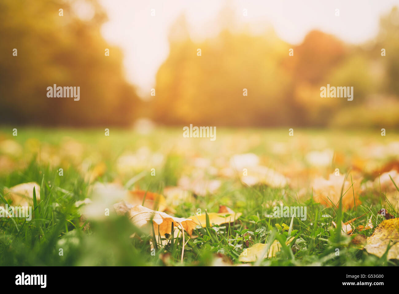 Fall leaves grass hi-res stock photography and images - Alamy