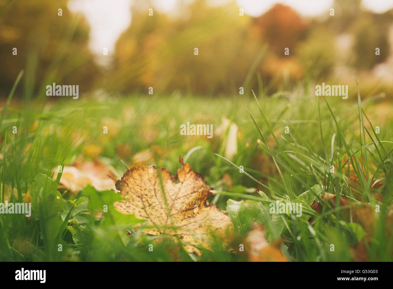 Fall leaves grass hi-res stock photography and images - Alamy