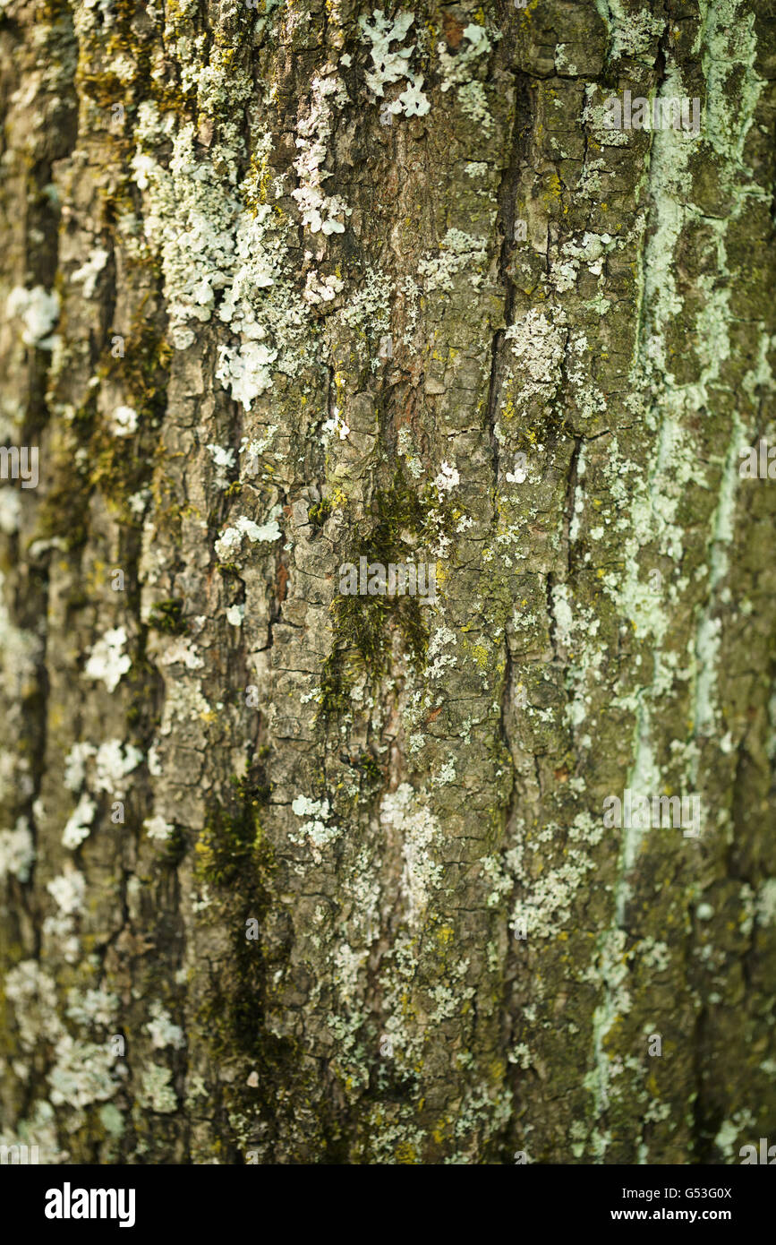 Tree tree trees nature nature tree bark tree trunks hi-res stock ...