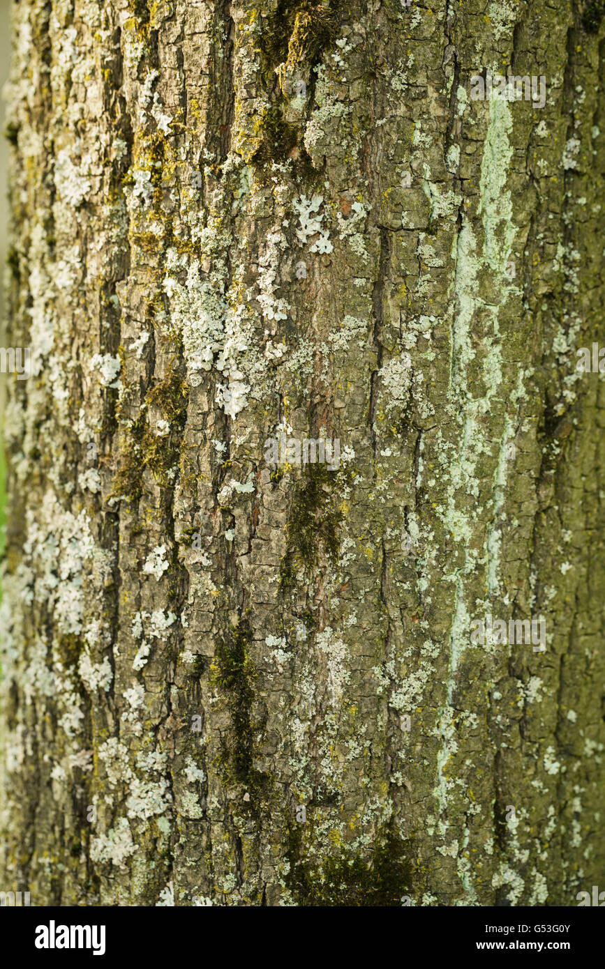 linden tree bark closeup background Stock Photo - Alamy