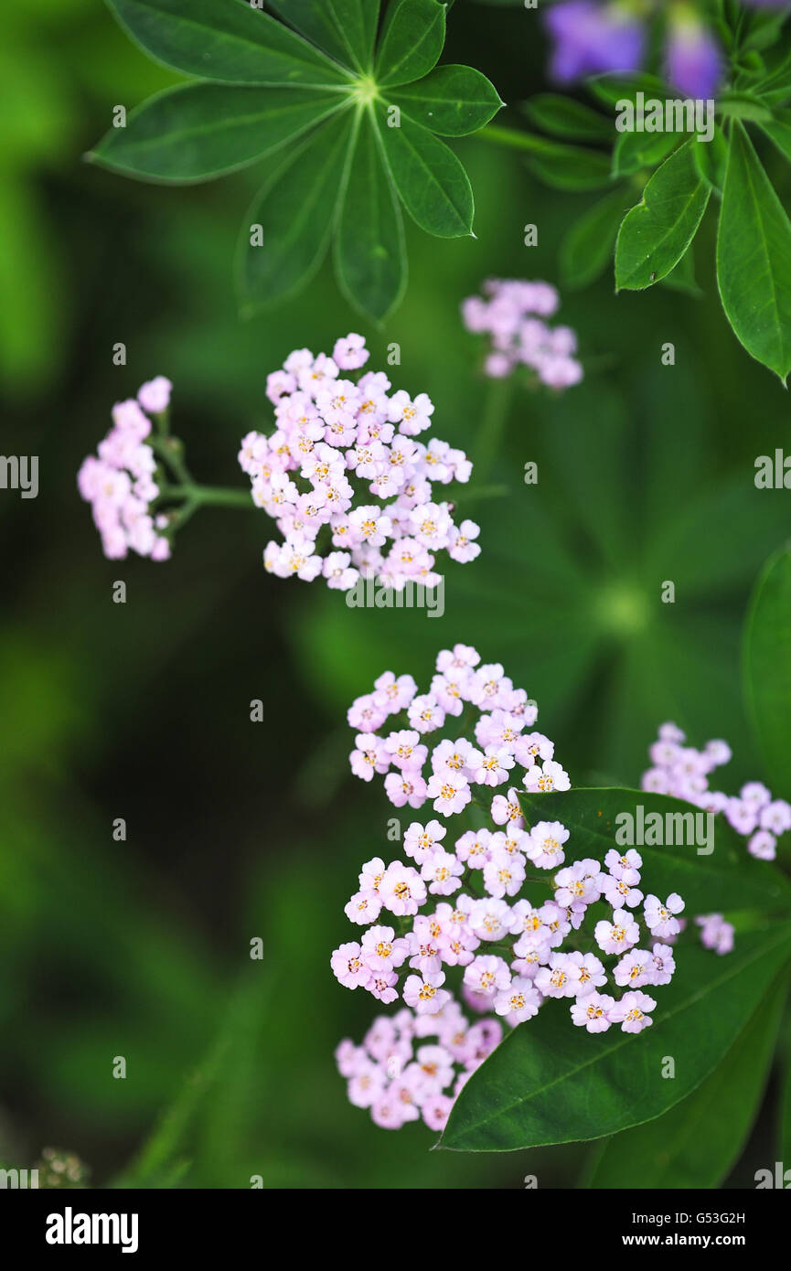 Forget-me-not closeup on a green field Stock Photo - Alamy