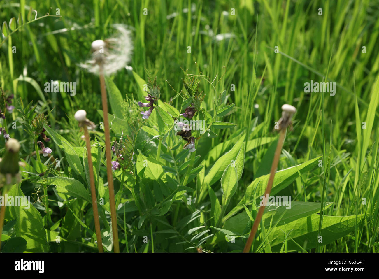 Dandelion farm land hi-res stock photography and images - Alamy