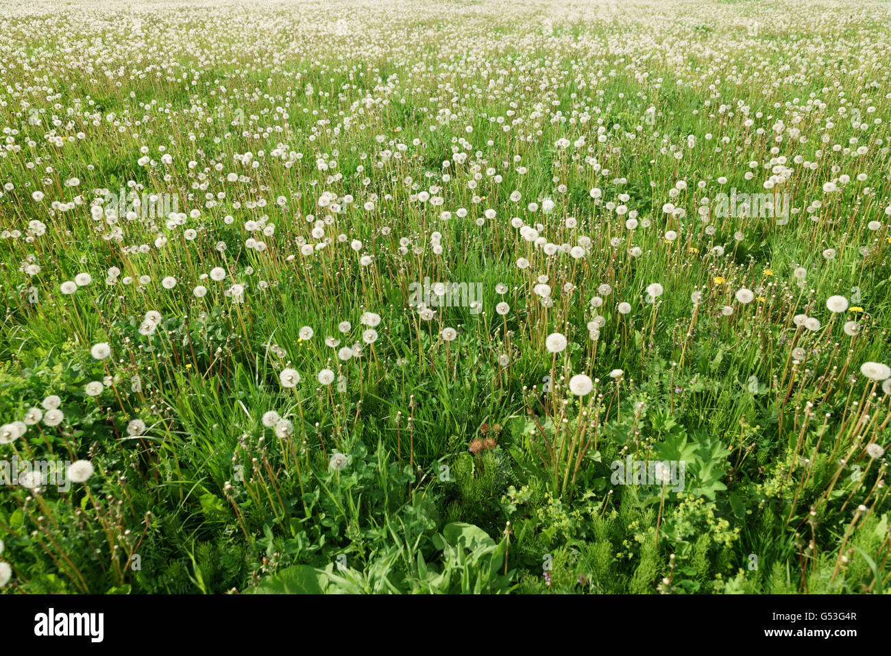 Dandelion farm land hi-res stock photography and images - Alamy