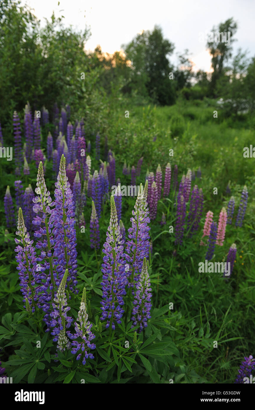 Lupine flower field hi-res stock photography and images - Alamy