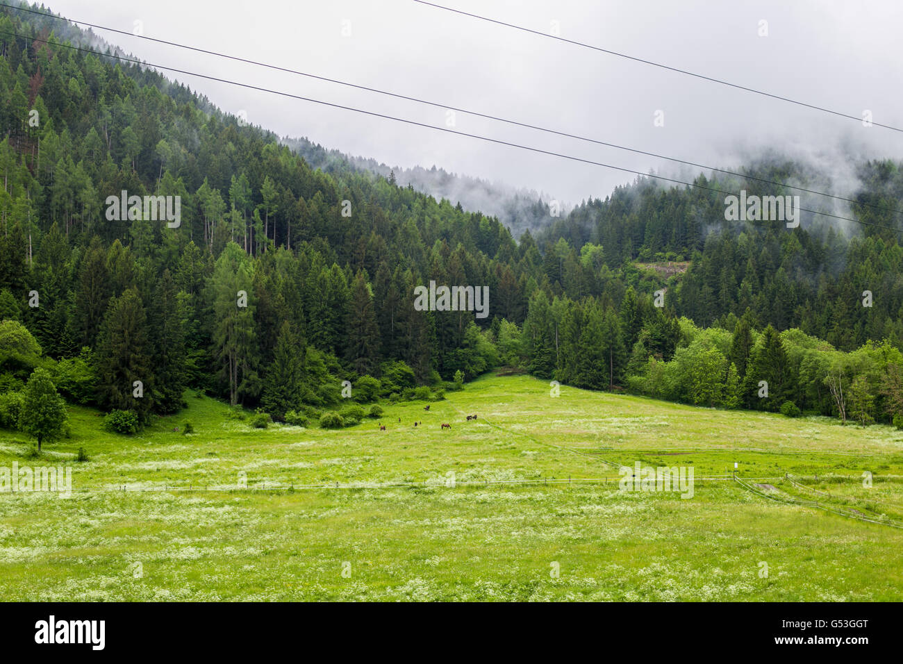 Forested mountain in cloud with the evergreen conifers Stock Photo - Alamy