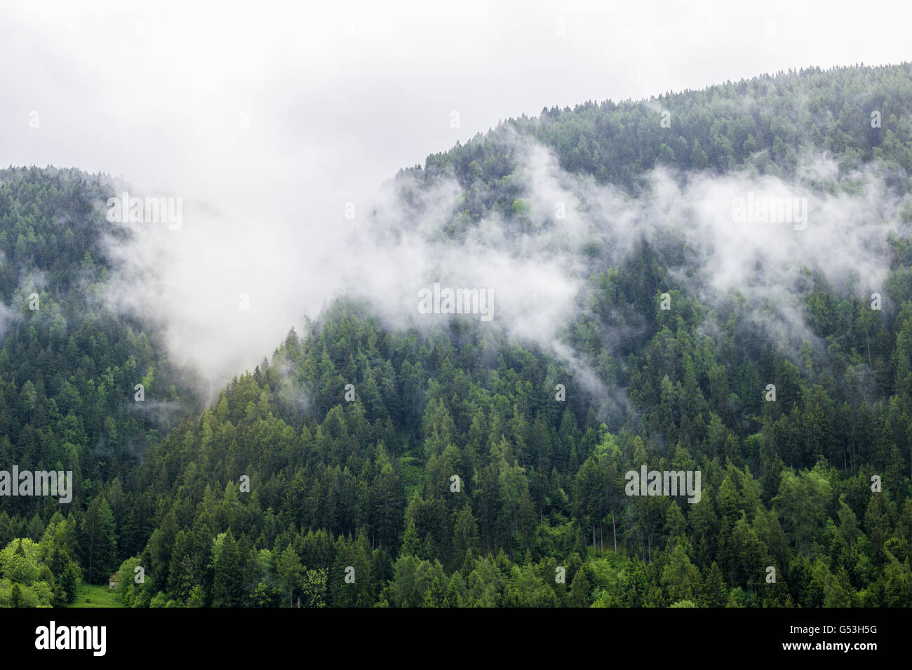 Forested mountain in cloud with the evergreen conifers Stock Photo - Alamy