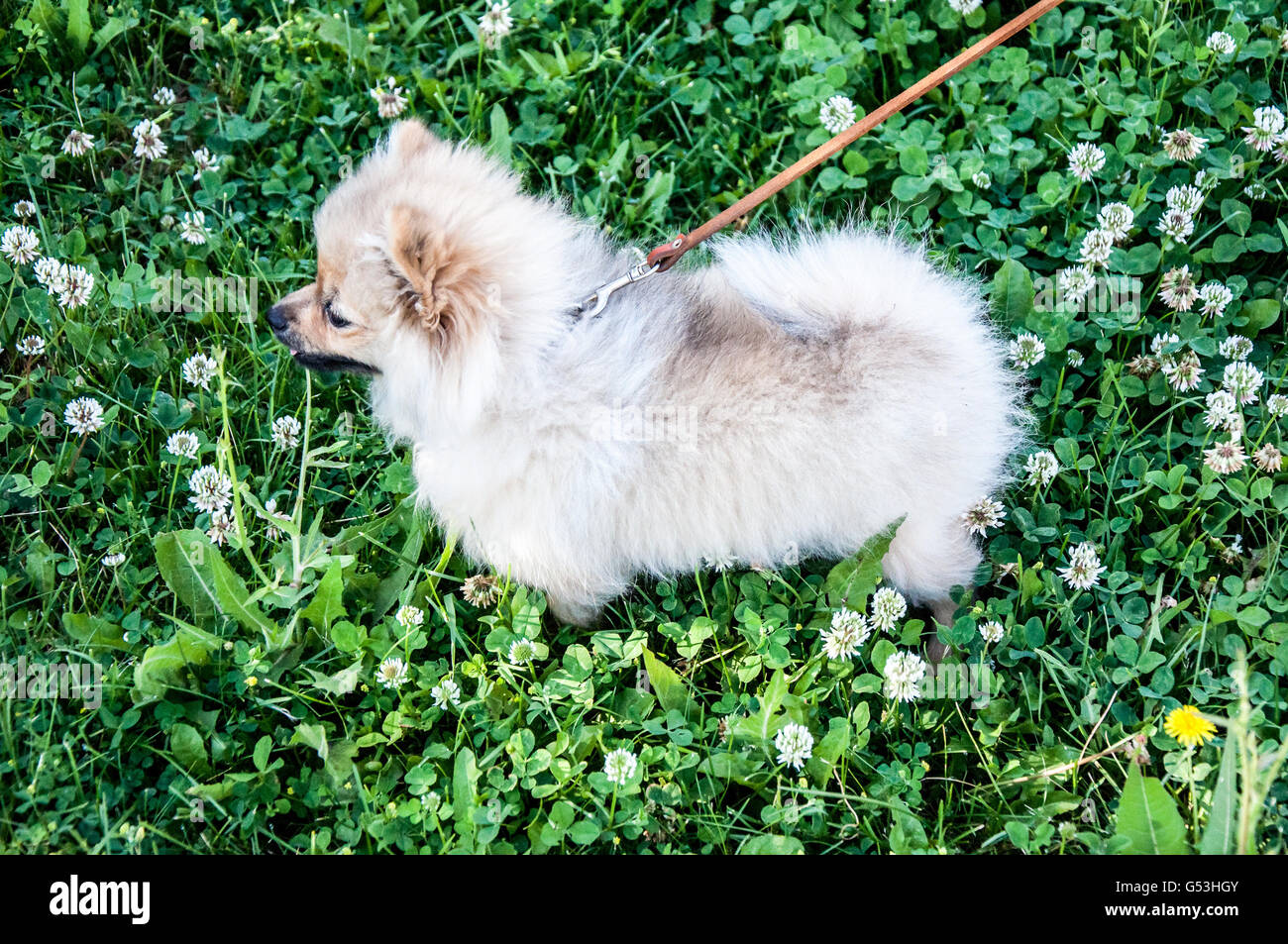 Dog breeds of Spitz on morning walk Stock Photo - Alamy