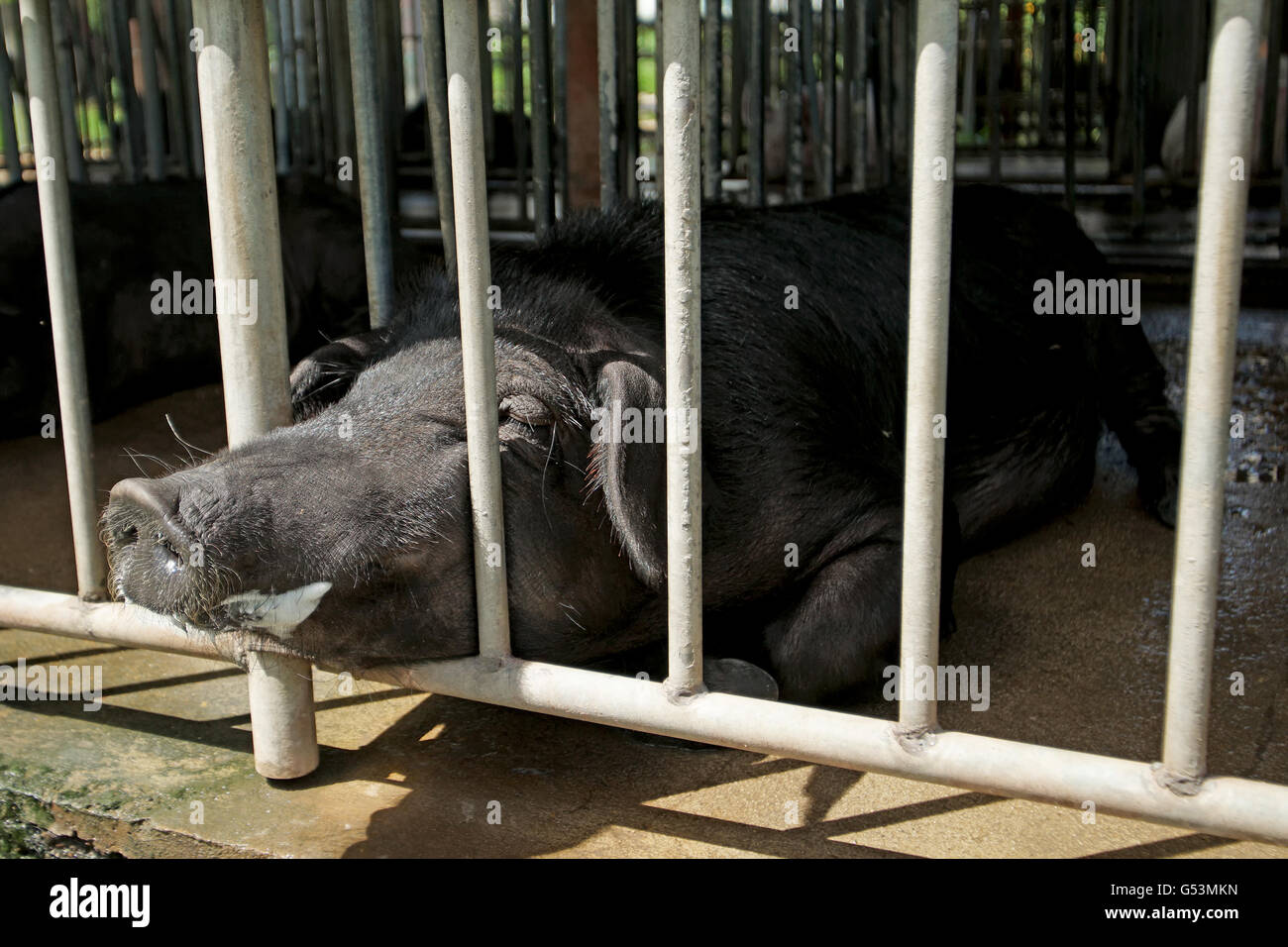 black pig breeder in cage of pig farming Stock Photo - Alamy