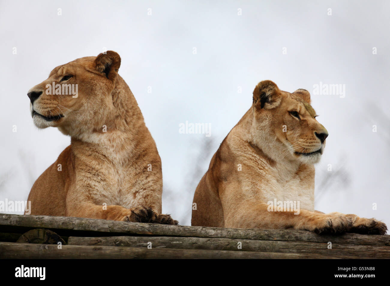 Lions howletts wild animal park hi-res stock photography and images - Alamy